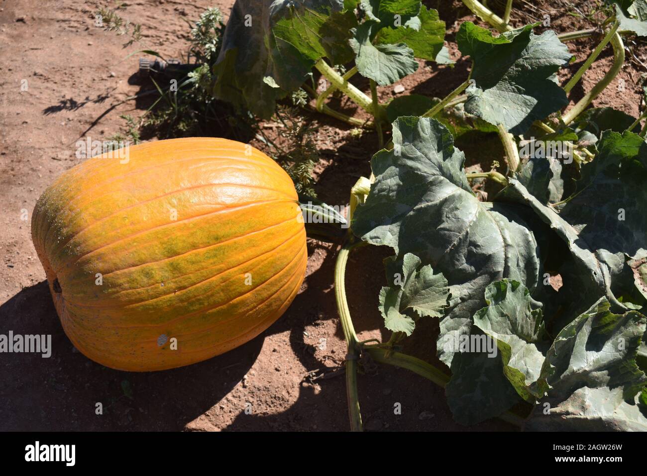 Arizona harvest produce Stock Photo - Alamy