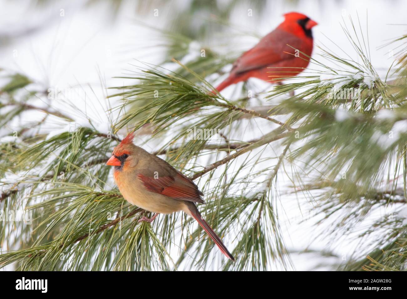 01530-23012 Northern Cardinal (Cardinalis cardinalis) female and male ...