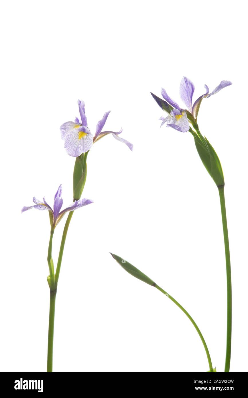 30099-00507 Blue Flag Irises (Iris versicolor) (high key white ...