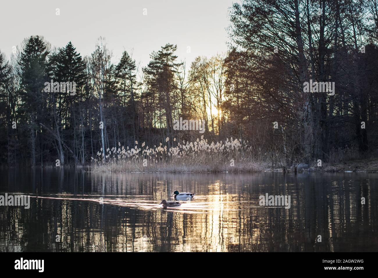Silence forest hi-res stock photography and images - Alamy