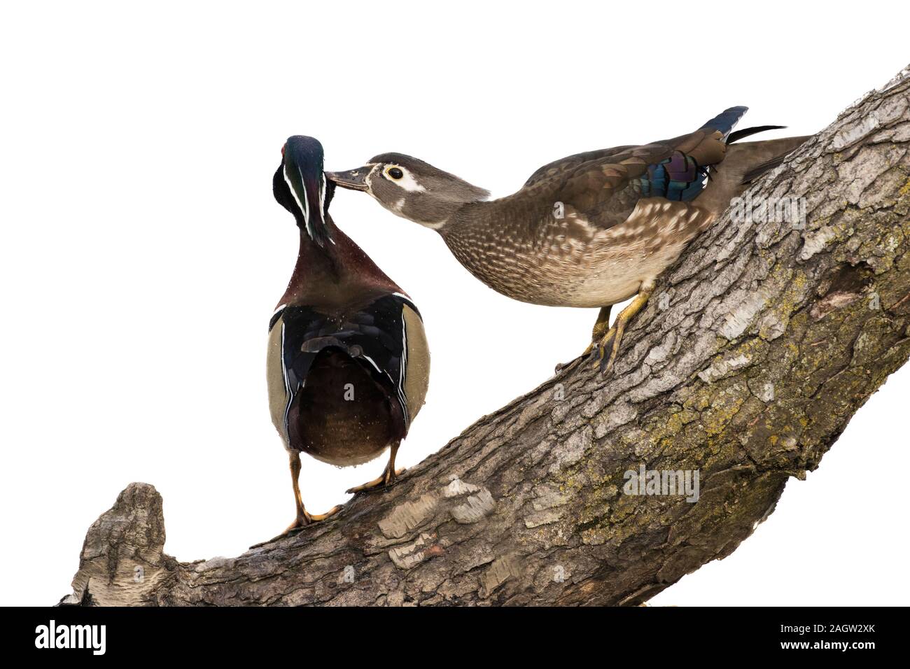 00715-09405 Wood Duck (Aix sponsa) male and female mutual preening in ...