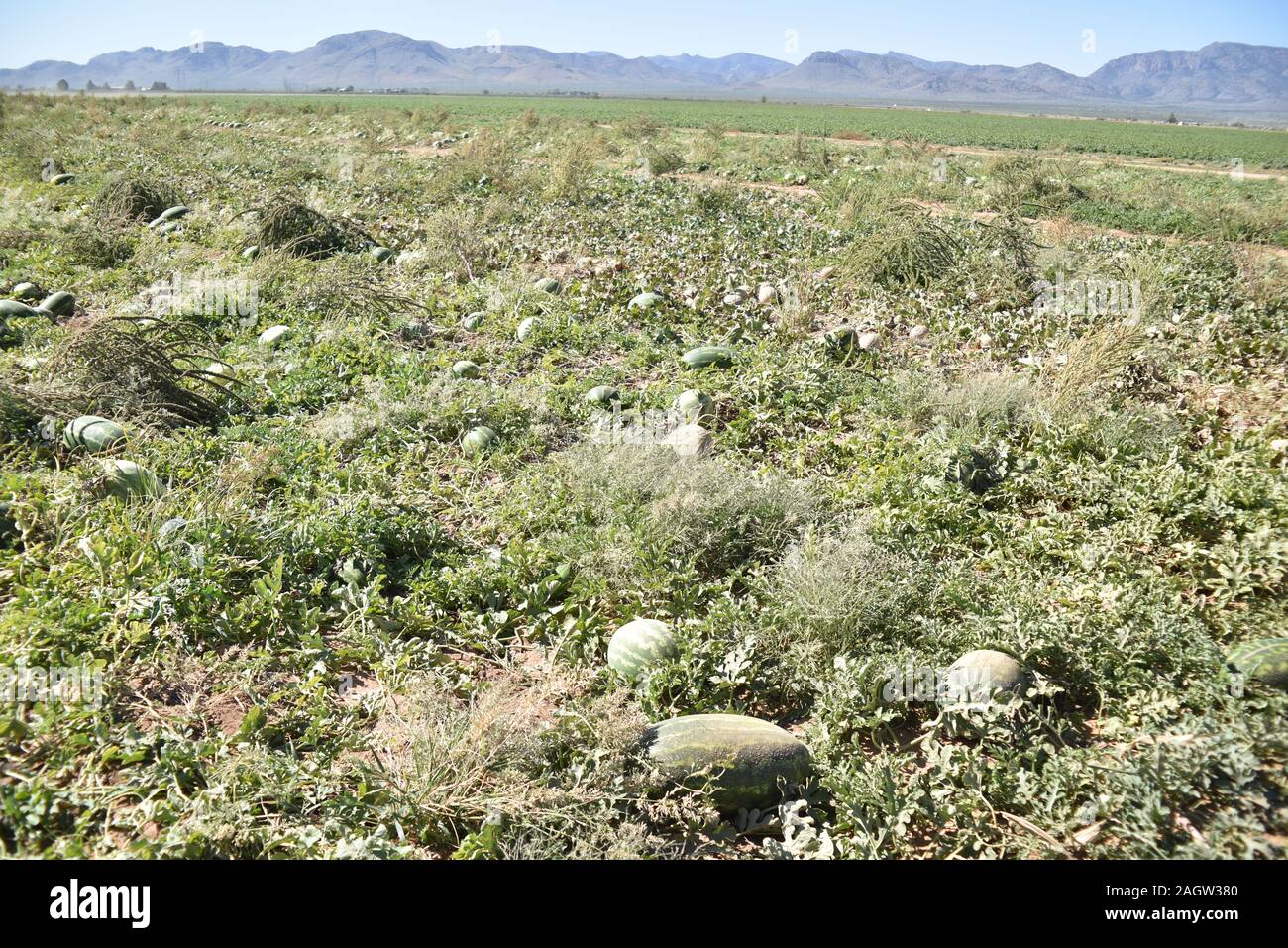 Arizona harvest produce Stock Photo - Alamy