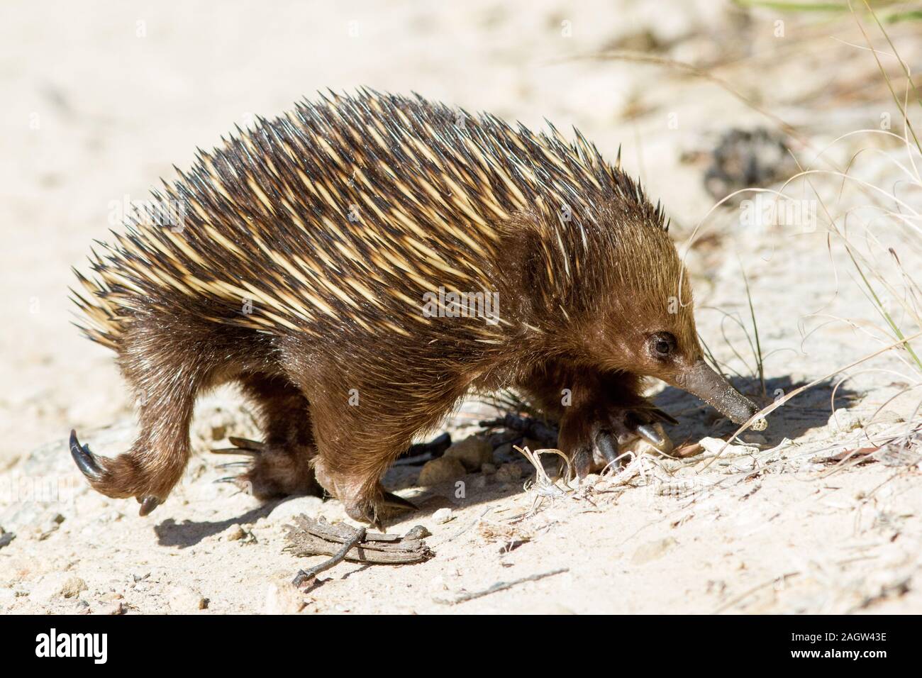 Echidna hi-res stock photography and images - Alamy