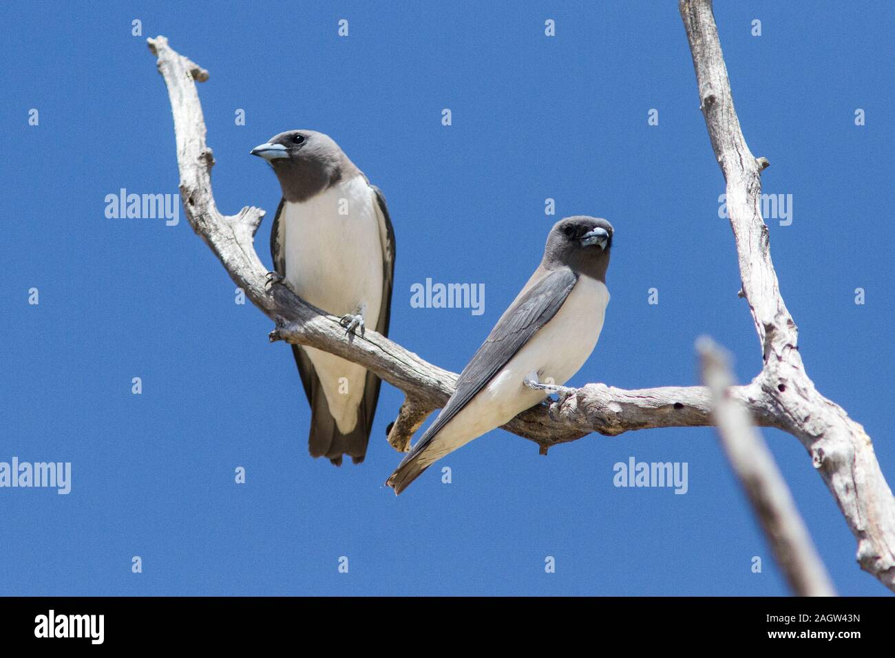 White breasted wood swallow hi-res stock photography and images - Alamy