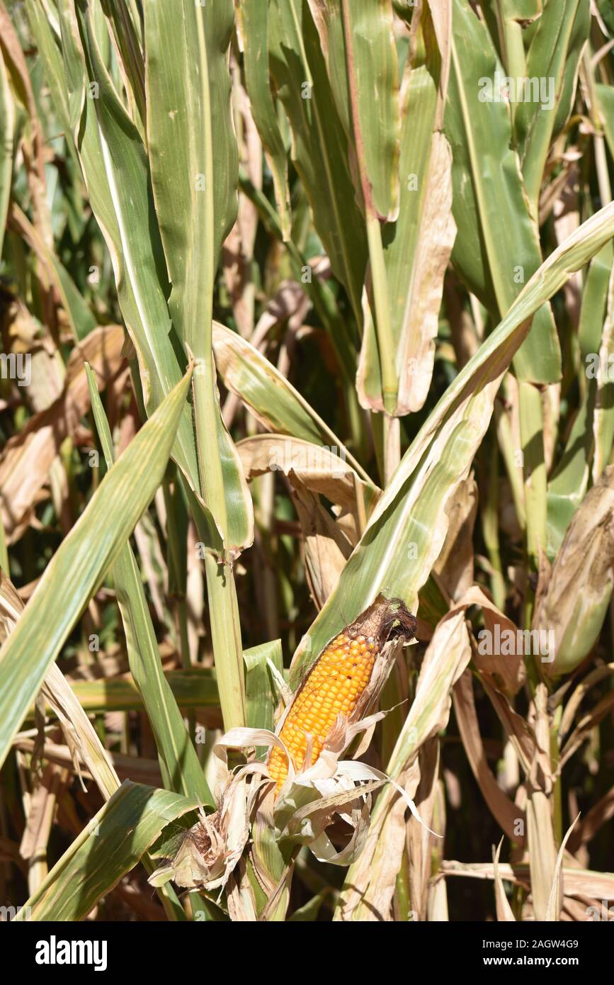 Arizona harvest produce Stock Photo - Alamy