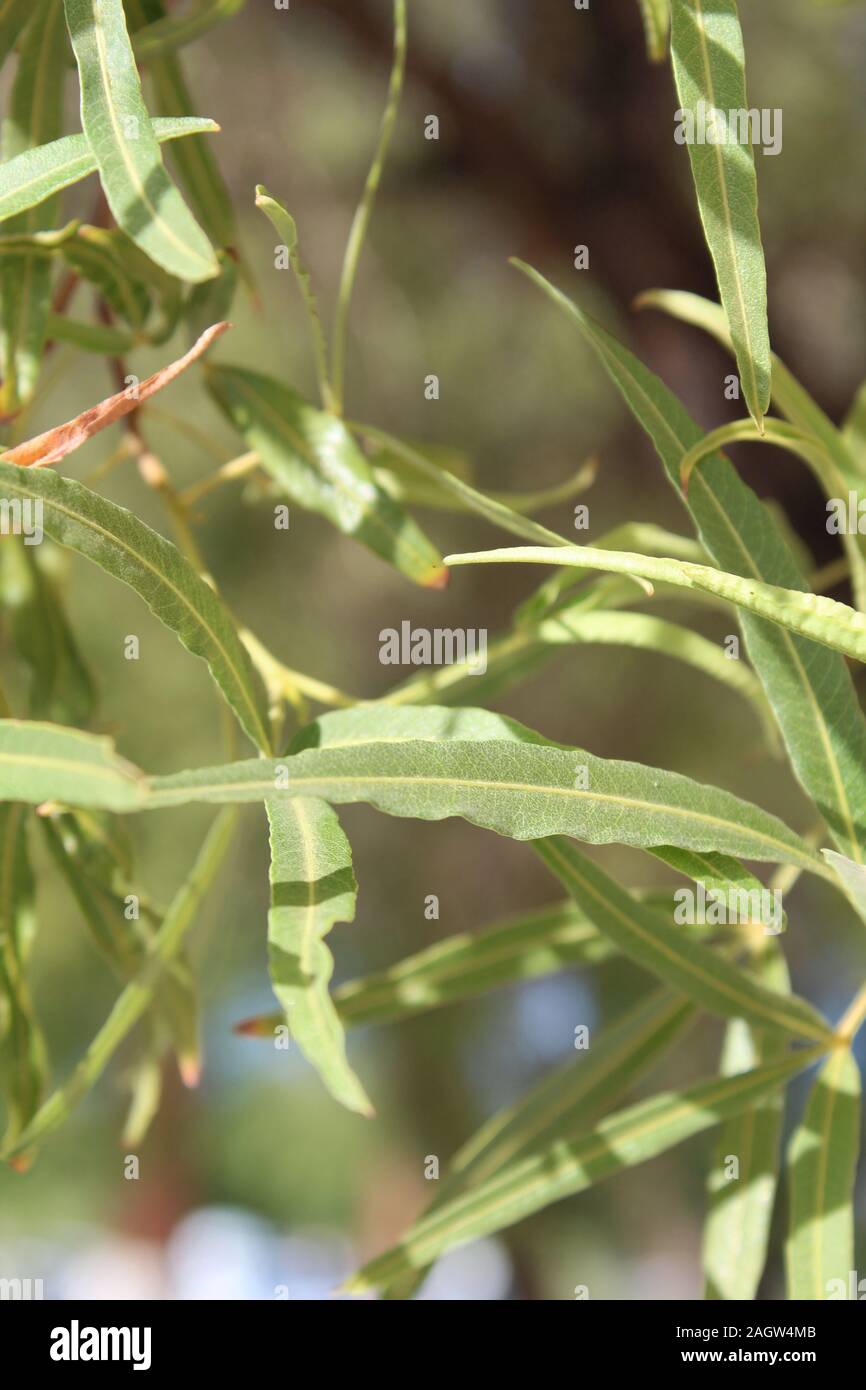 Searsia lancea hi-res stock photography and images - Alamy