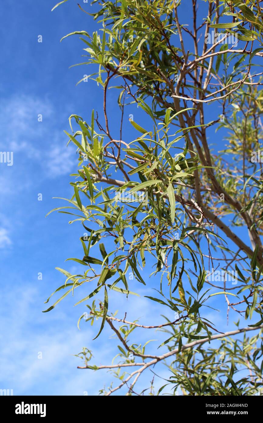 Searsia Lancea High Resolution Stock Photography and Images - Alamy