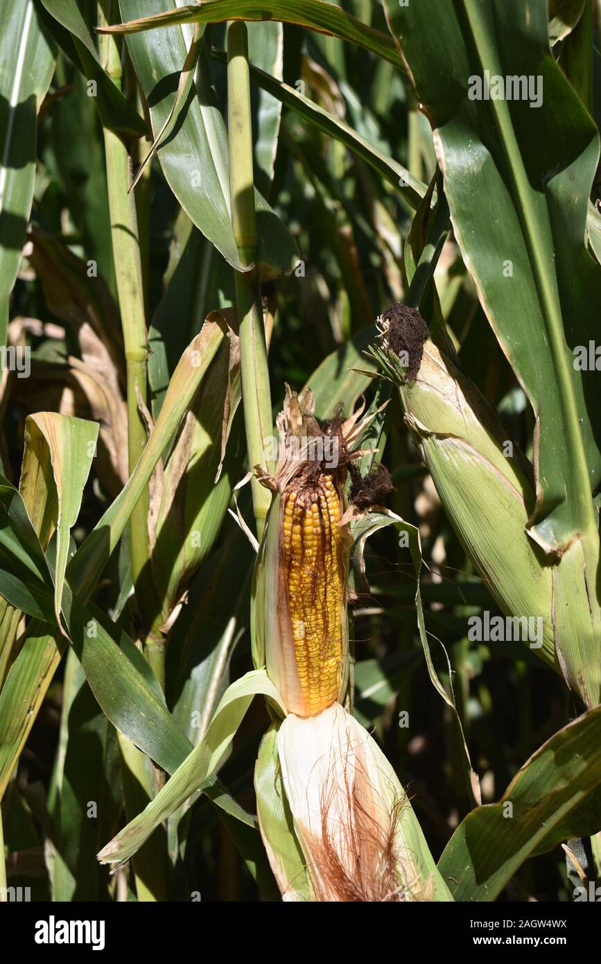 Arizona harvest produce Stock Photo - Alamy