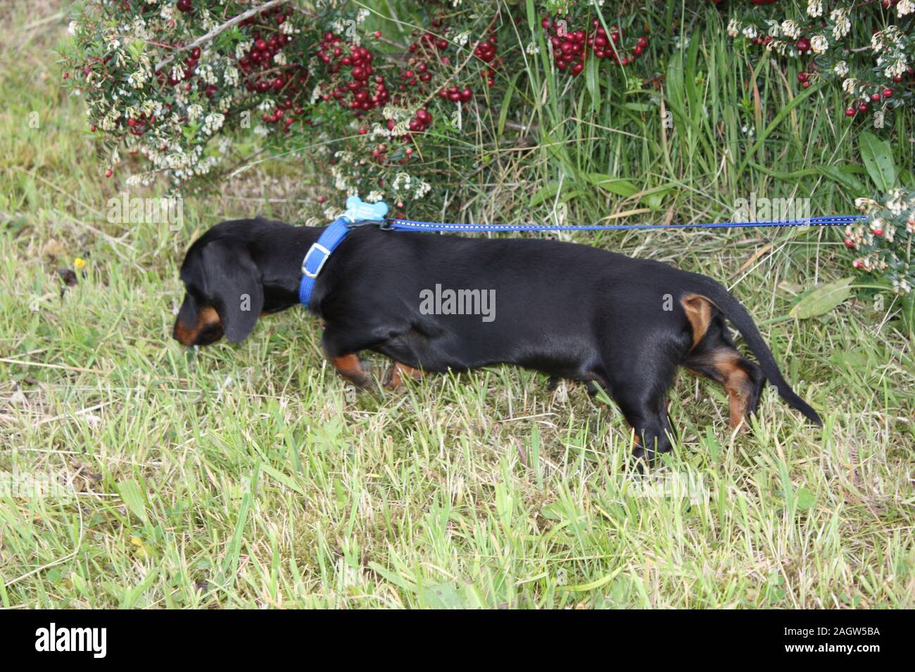 Miniature dachshund training hi-res stock photography and images - Alamy