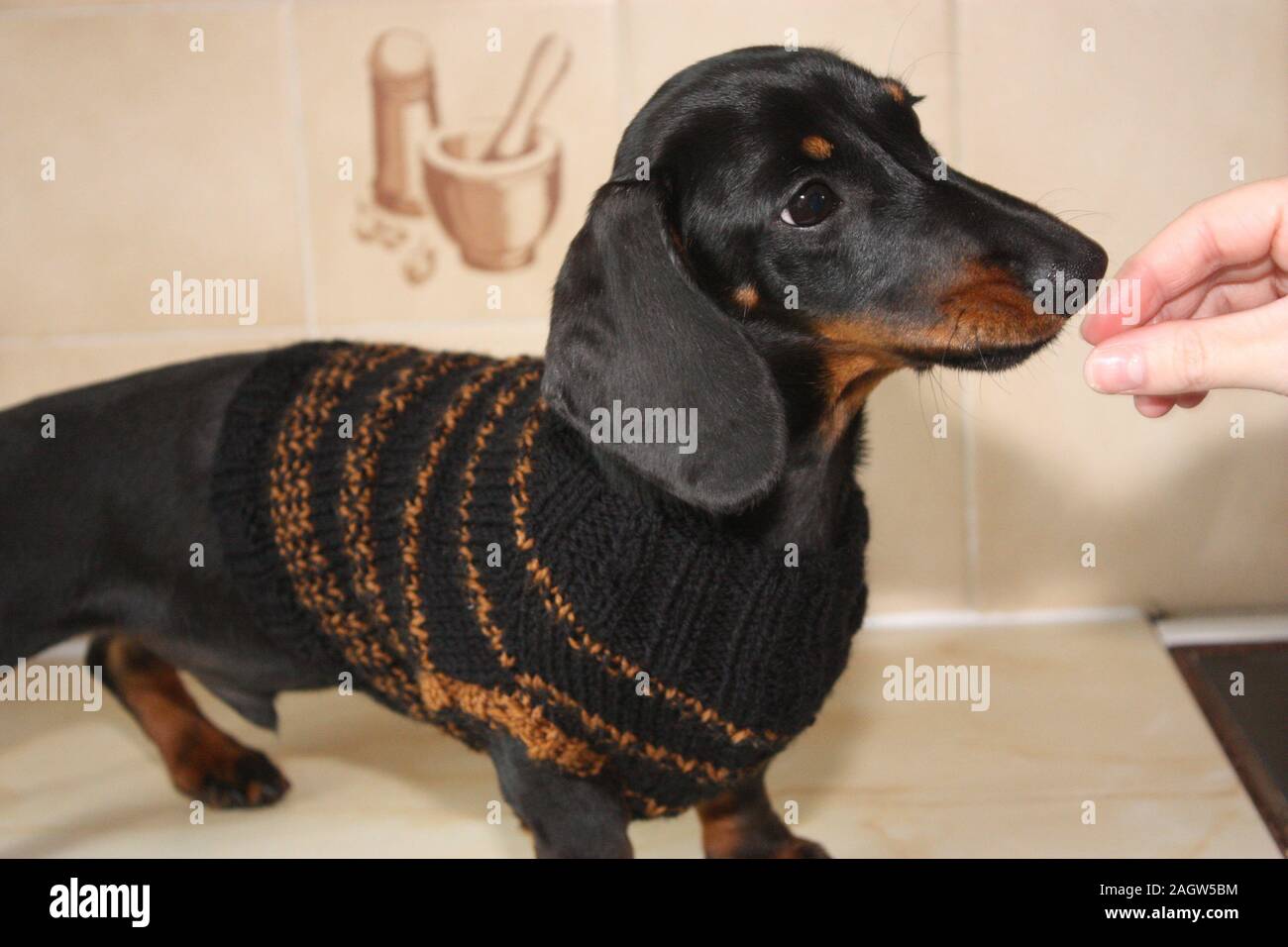 Miniature dachshund training hi-res stock photography and images - Alamy