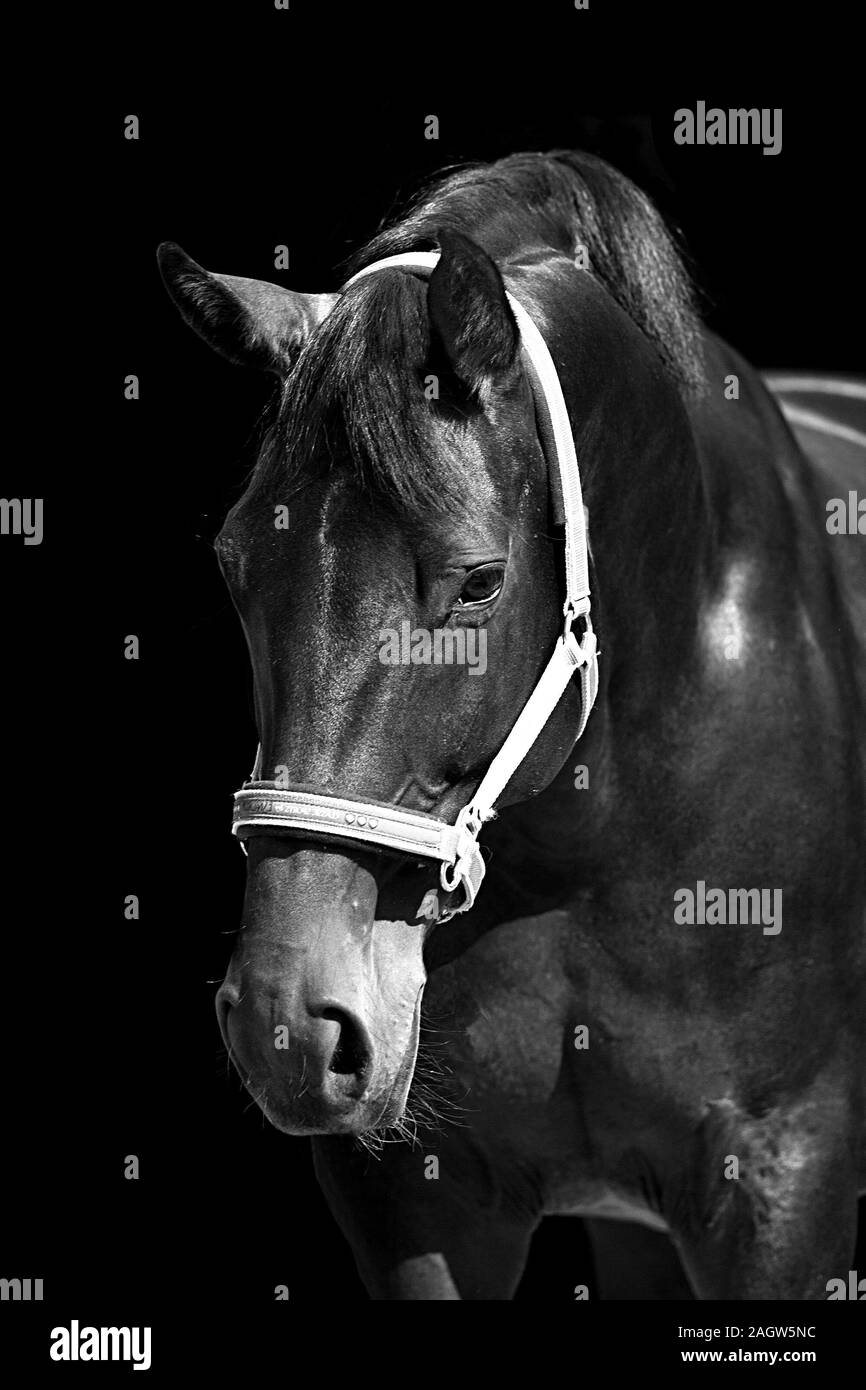 Black horse monochrome Black and White Stock Photos & Images - Alamy