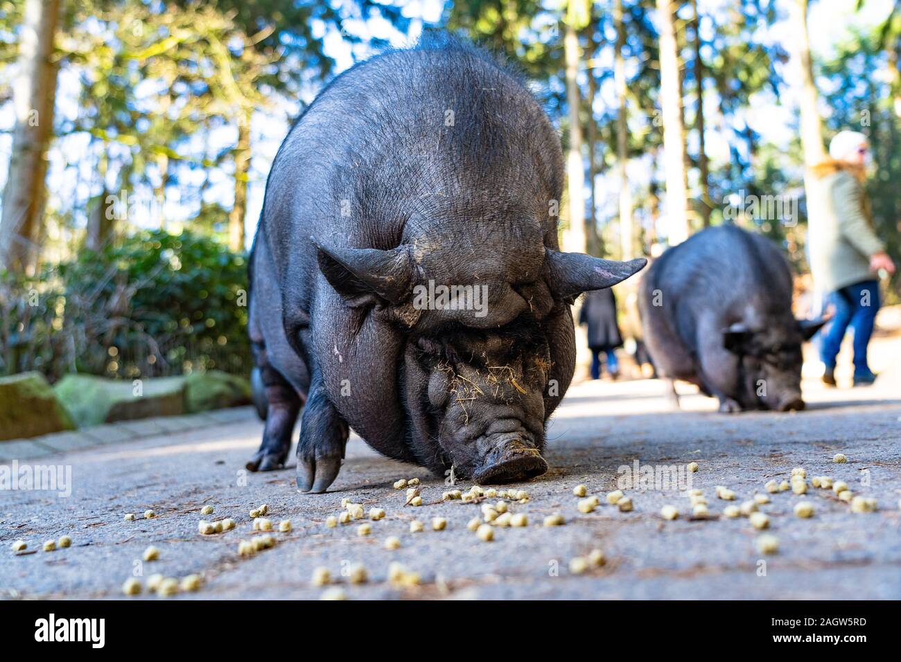 Beauty pig hi-res stock photography and images - Alamy