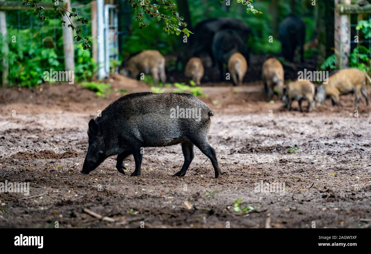 Beauty pig hi-res stock photography and images - Alamy