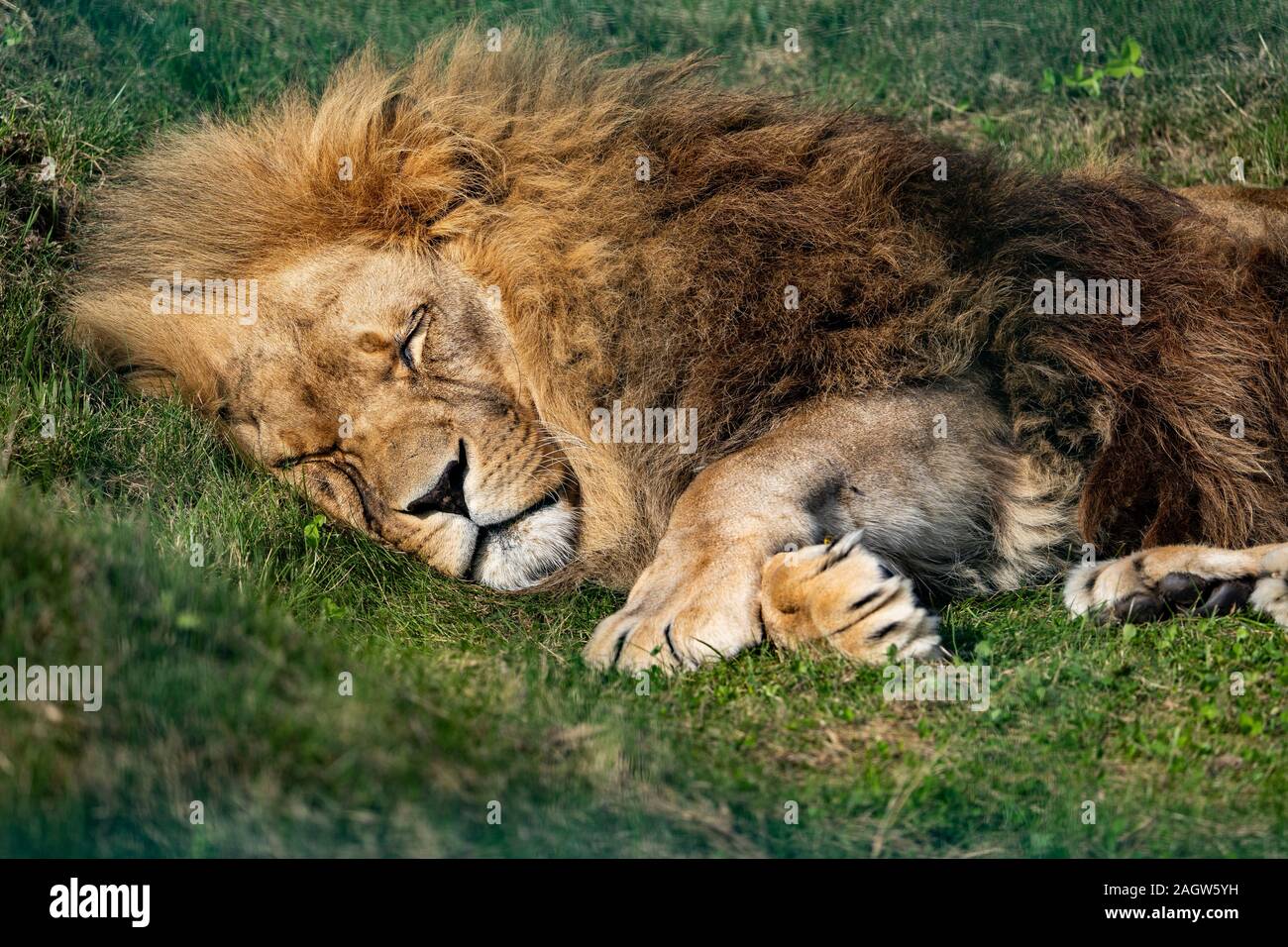 Lion sleeping hi-res stock photography and images - Alamy