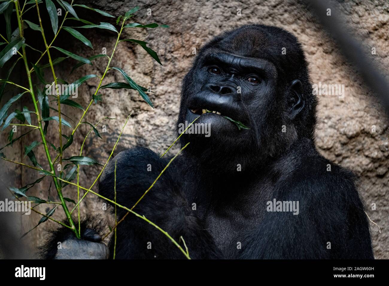 Beauty monkey hi-res stock photography and images - Alamy