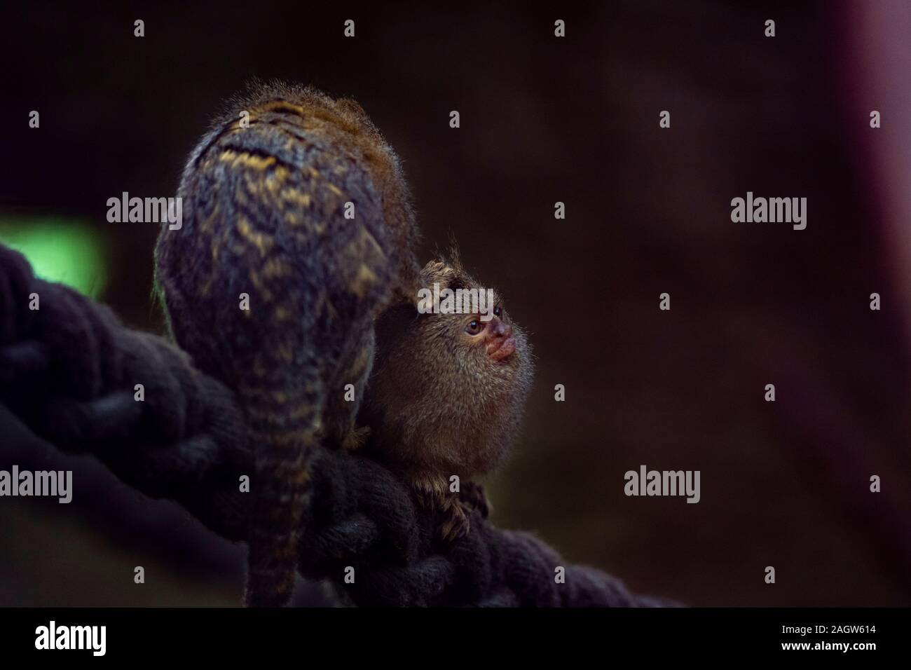 Pygmy marmosets hi-res stock photography and images - Alamy
