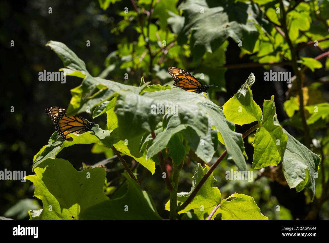 Monarch caterpillar mimic hi-res stock photography and images - Alamy