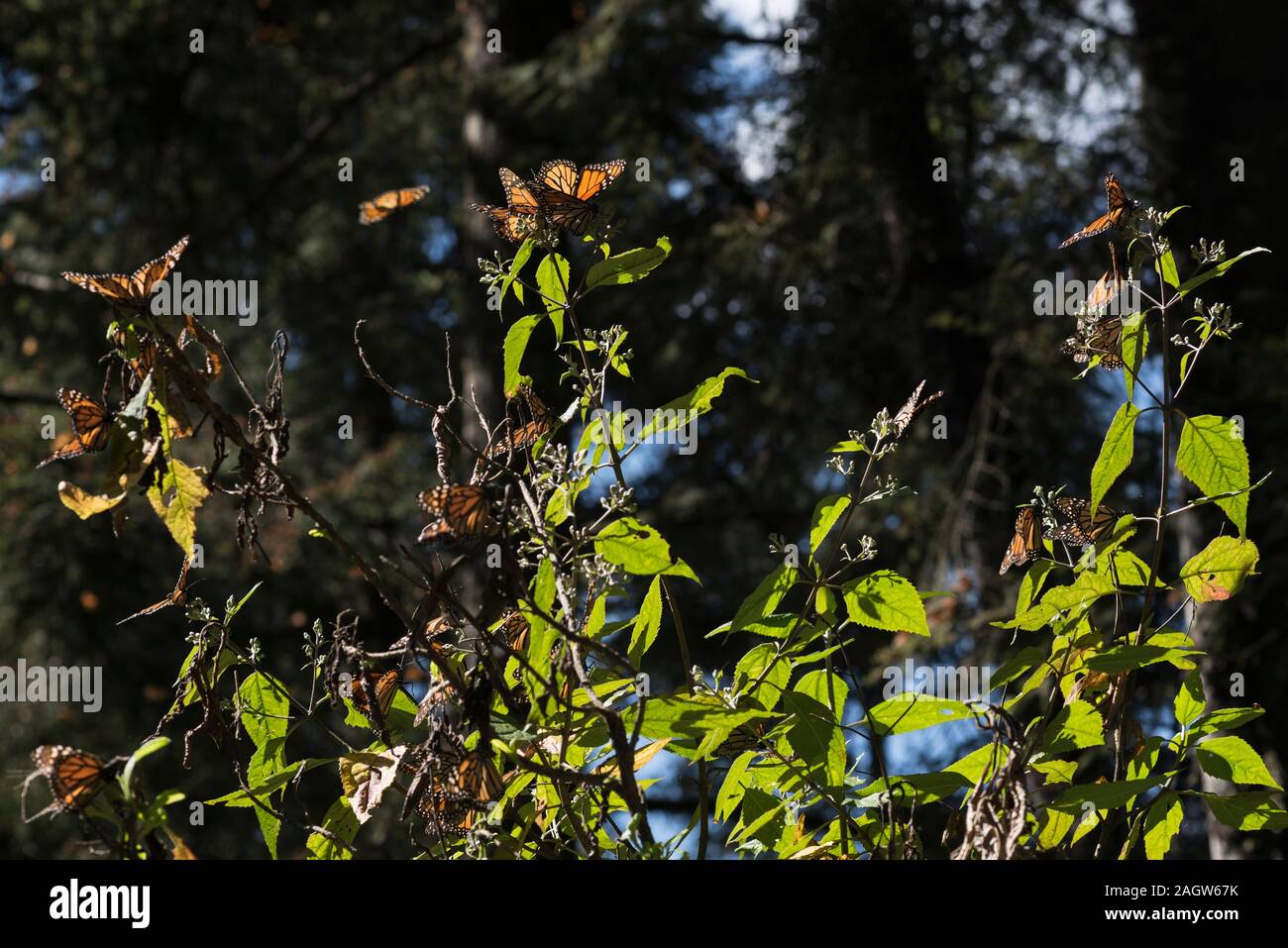 Monarch butterfly mimic hi-res stock photography and images - Alamy