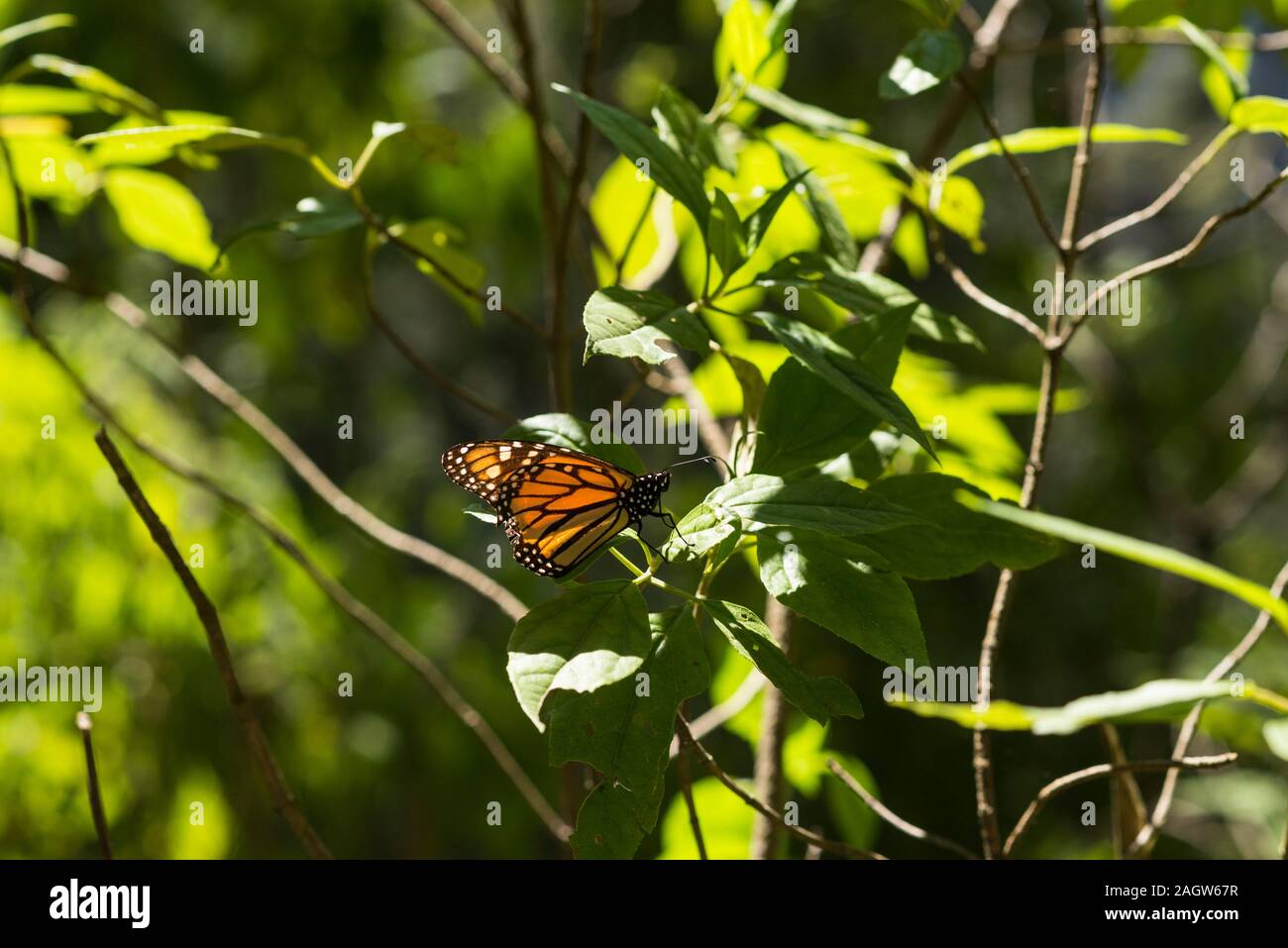 Monarch Caterpillar Mimic High Resolution Stock Photography and Images ...
