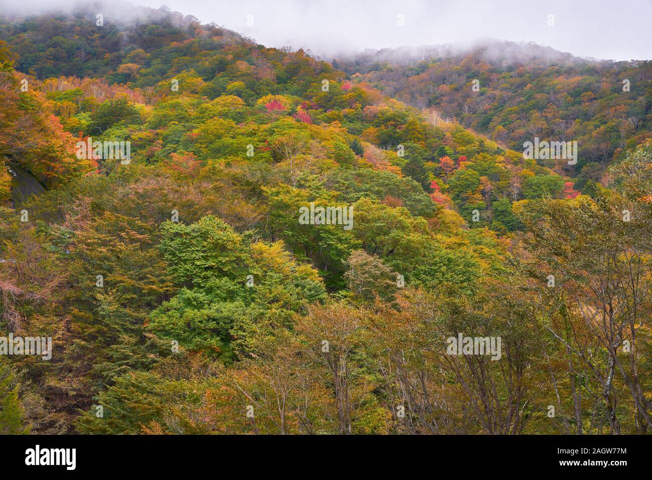 scenic of autumn view of nikko mountain with fog in daytime Stock Photo ...