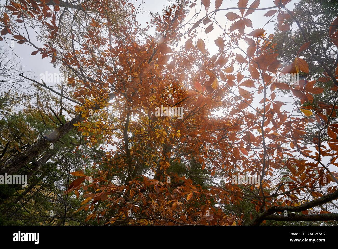 perspective autumn forest in rainy day in kamikochi japan Stock Photo ...