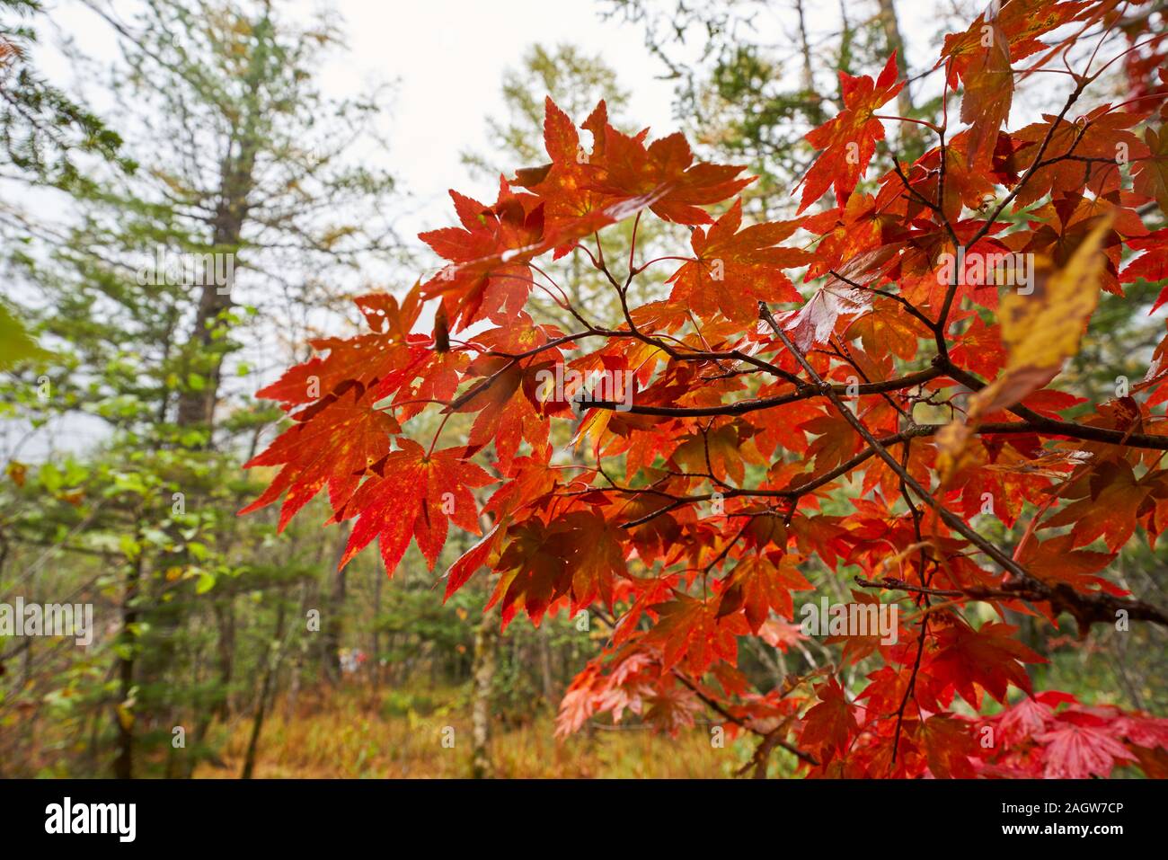 red maple tree in kamikochi autumn season in japan for travel Stock ...