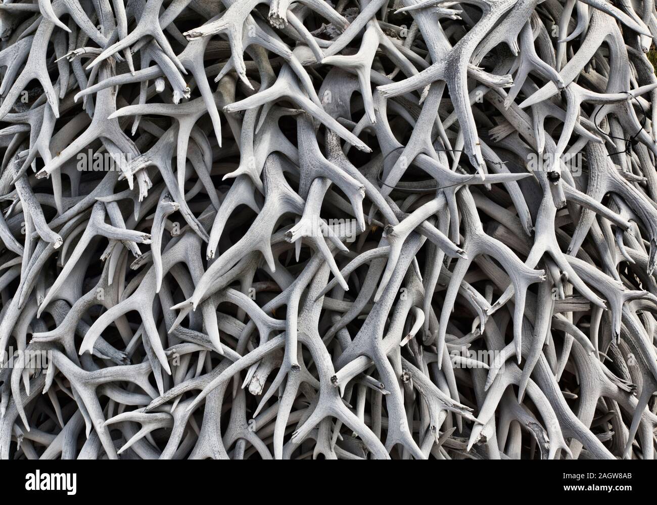Collection of horns hi-res stock photography and images - Alamy
