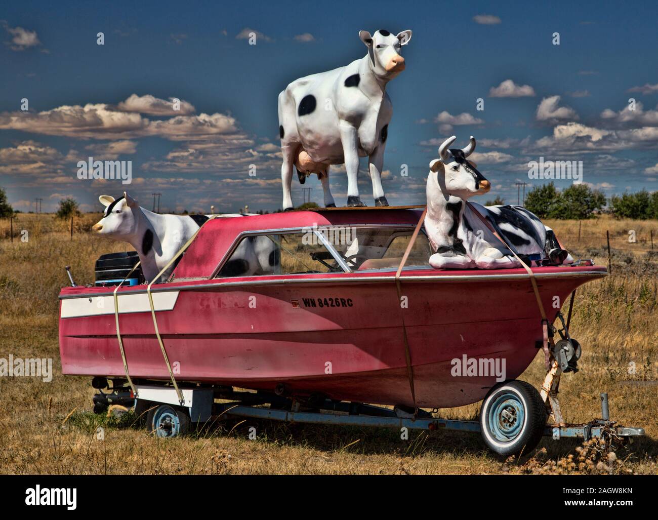 Boat with Cows in Washington State Stock Photo - Alamy