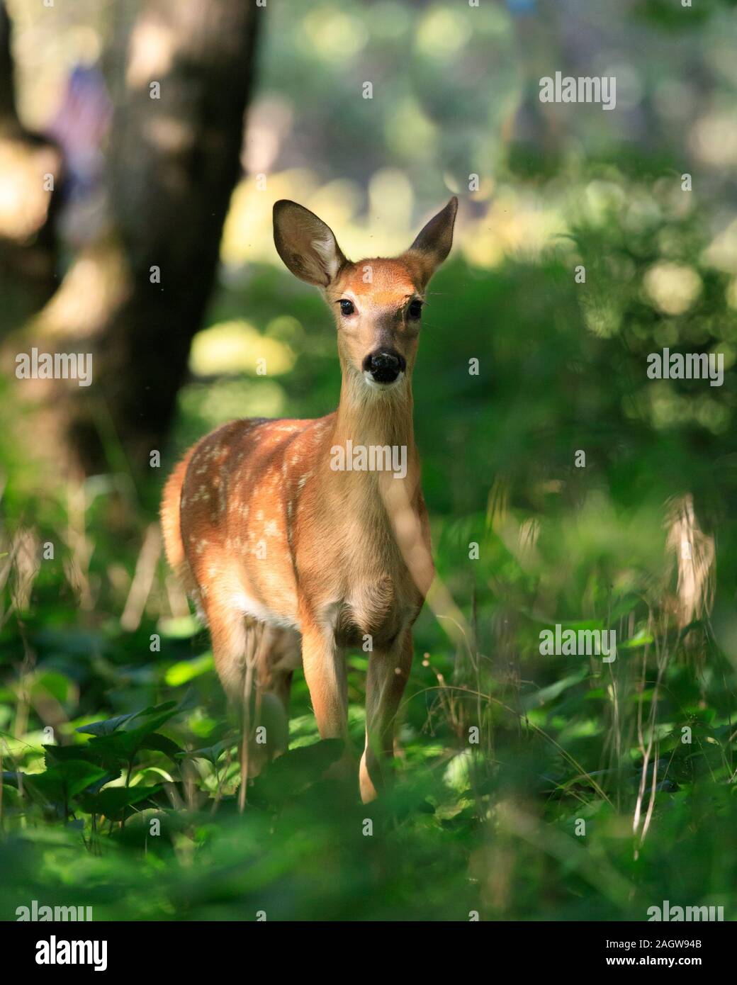 Curious fawn with white spots in forest with green plants and trees in ...