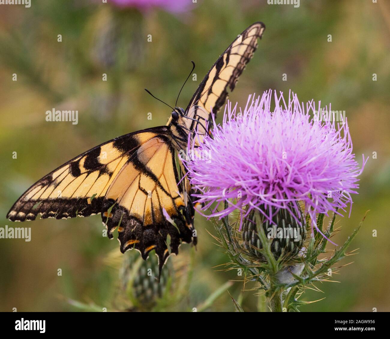 Eastern tiger swallowtail on purple thistle flower in Shenandoah ...