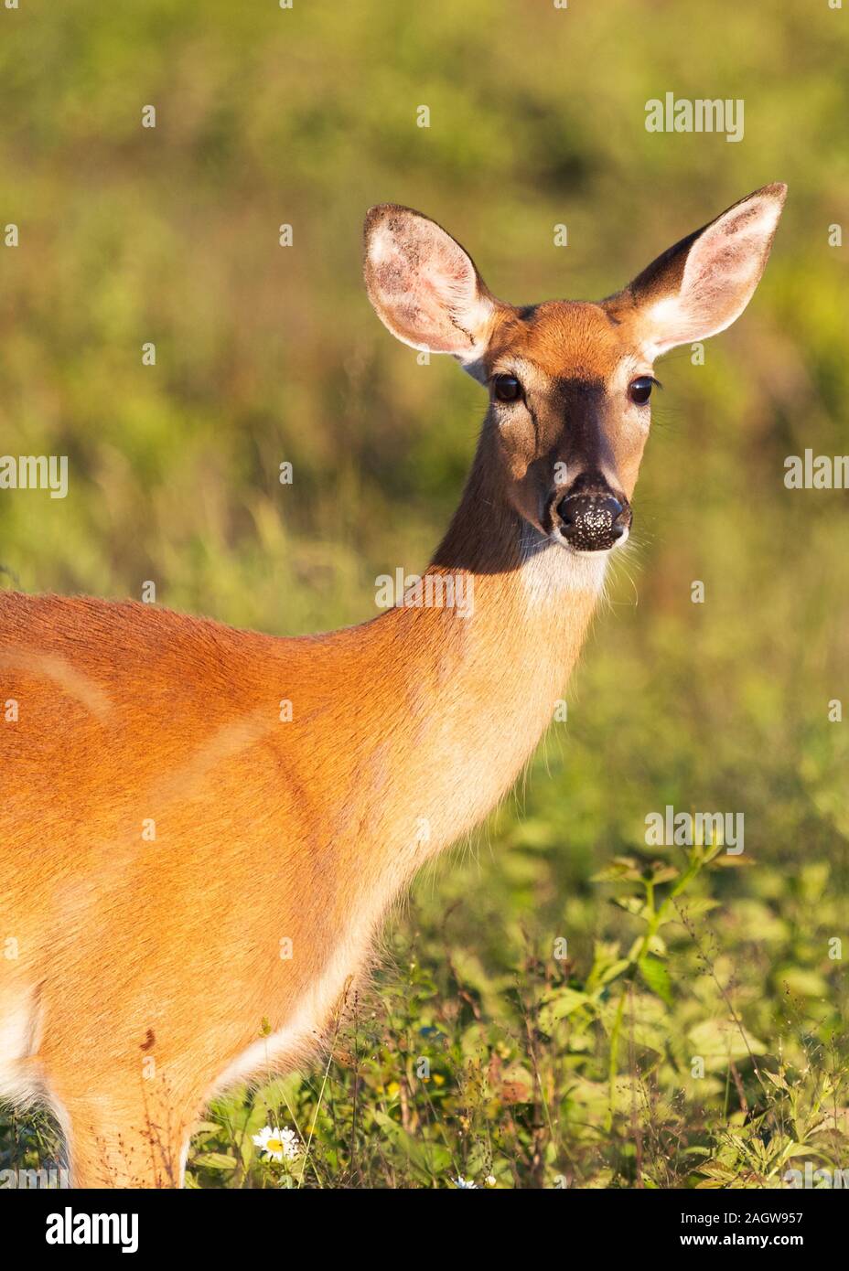 Single deer in sunlight looking at camera in a green meadow in ...