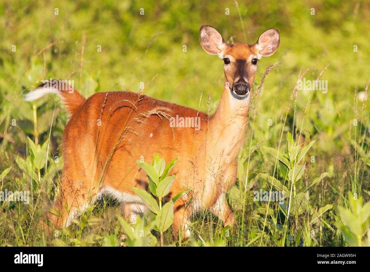 Single deer in sunlight looking at camera in a green meadow in ...