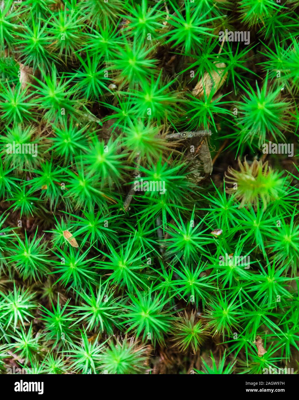 Meadow spike moss hi-res stock photography and images - Alamy