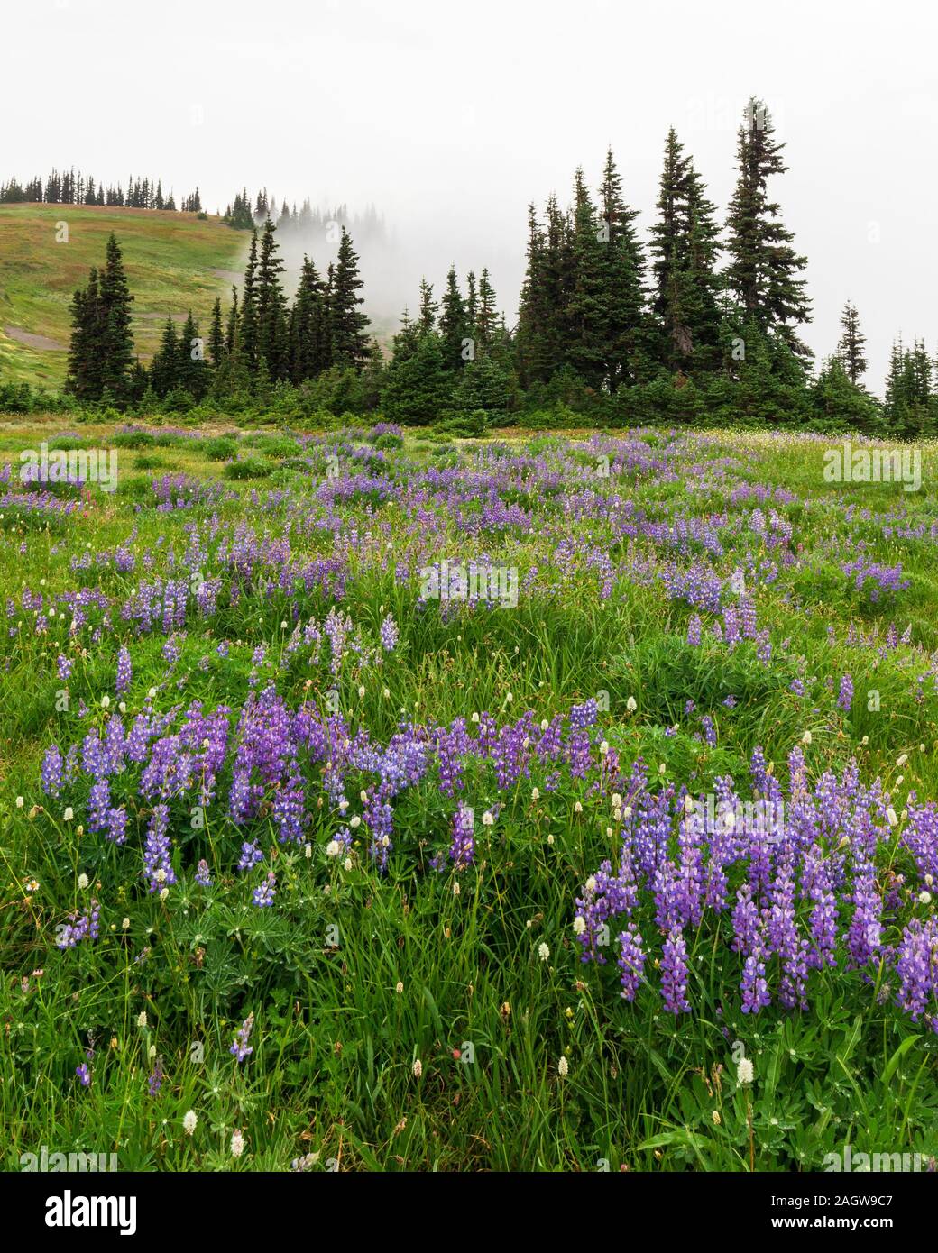 Alpine wildflower scene near Obstruction Point in Olympic National Park ...