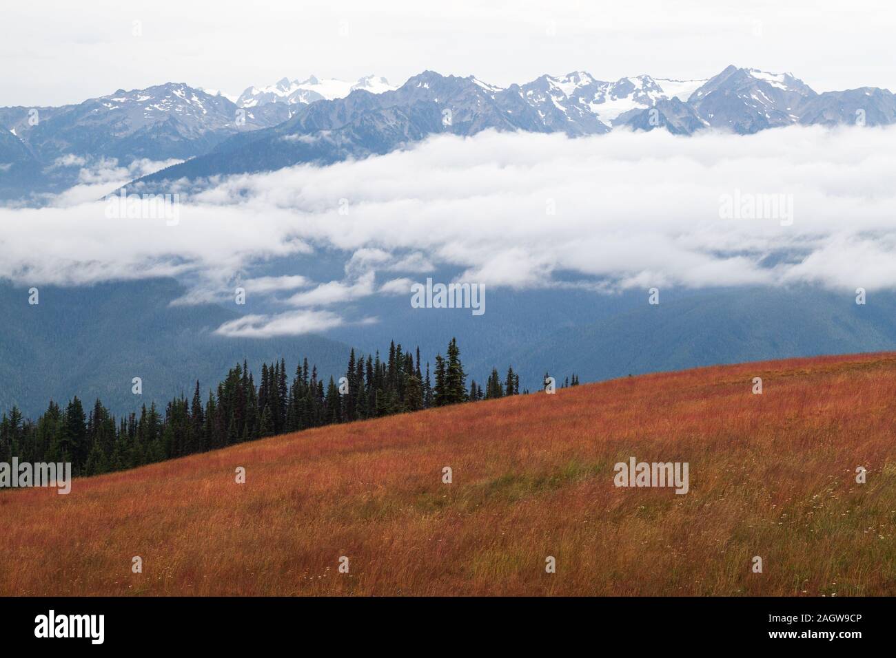 Red meadow at Hurricane Ridge with Mount Olympus and the Blue Glacier ...