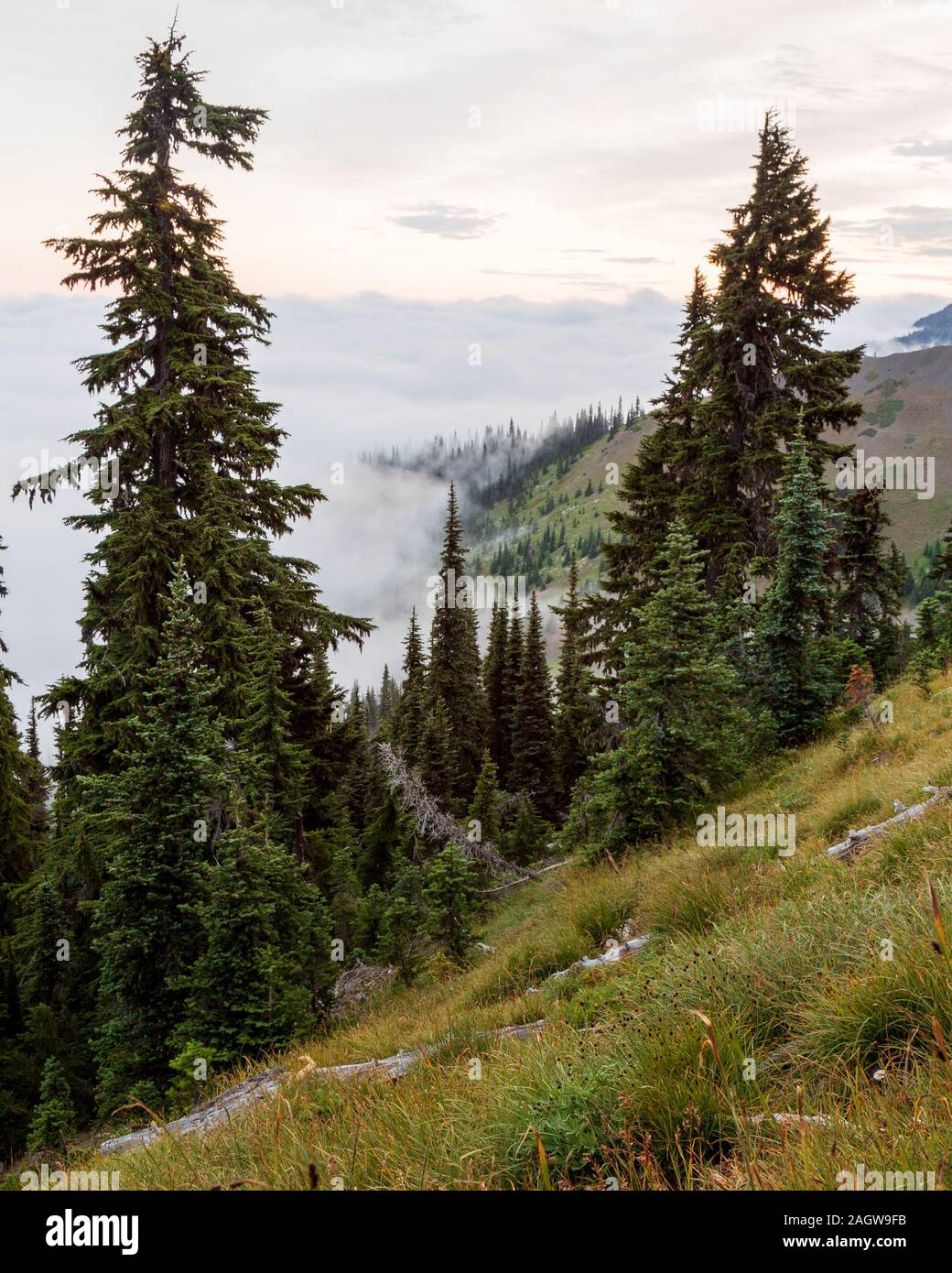 Subalpine fir trees in the fog on Hurricane Ridge in Olympic National ...