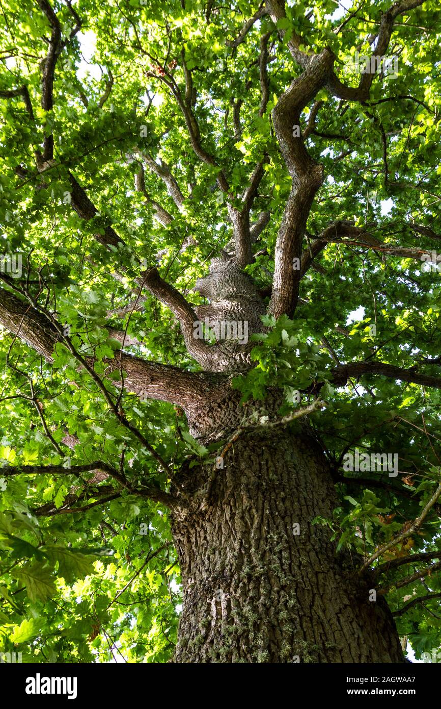 Look up perspective of a large oak tree with green leaves and limbs ...