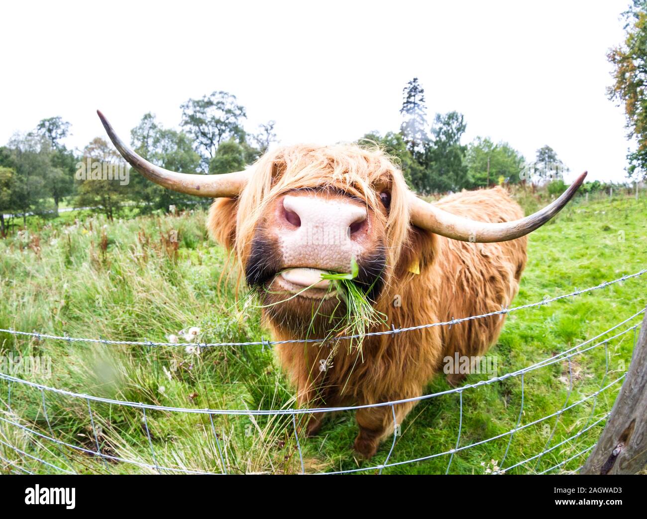 Close up of a brown highland bull in fresh green pastures in the ...