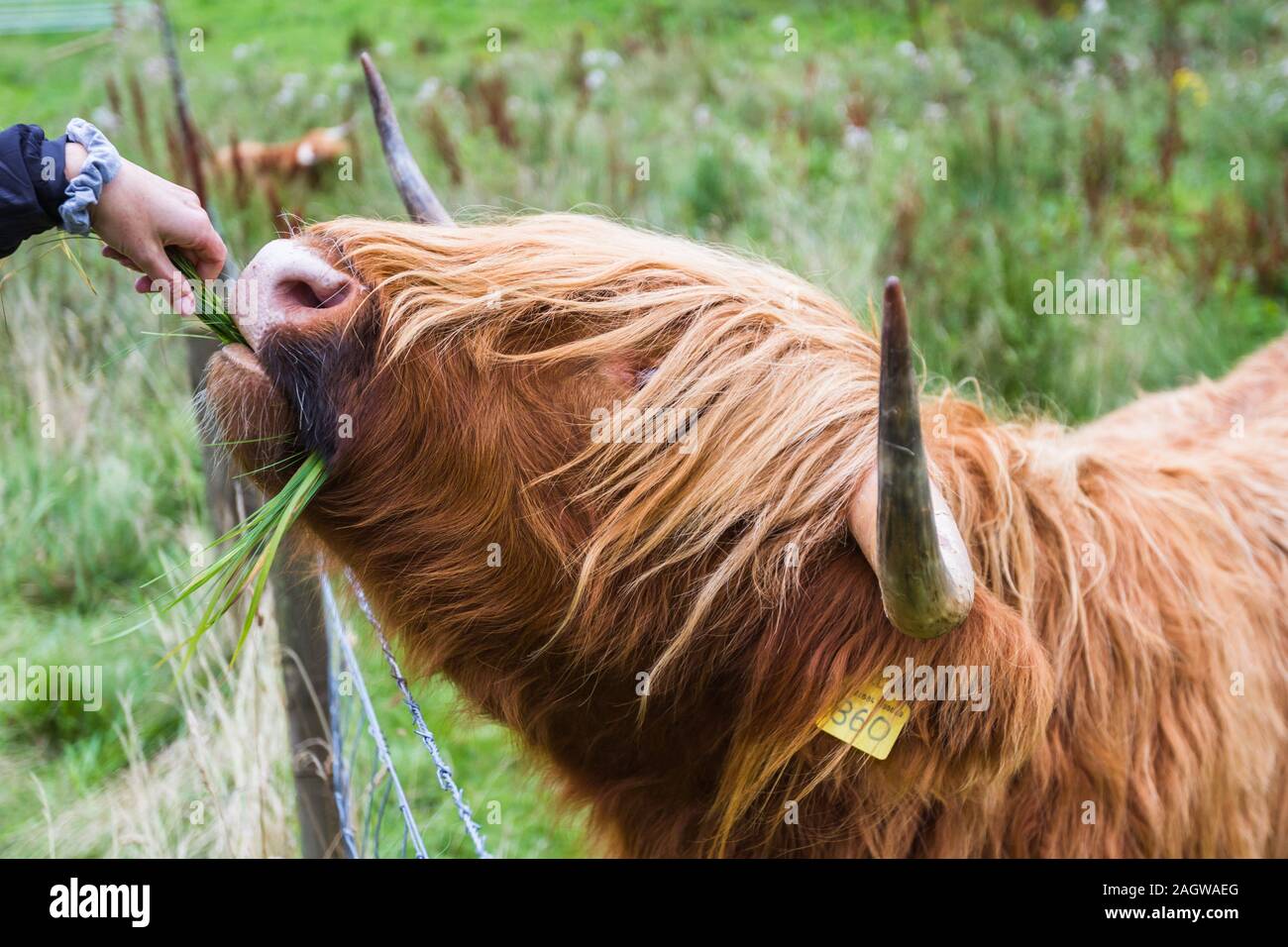 Close up of a large male Scottish Bull being fed fresh grass by hand ...