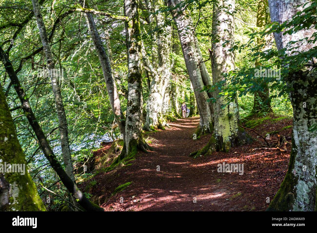 Beautiful walking path in the Scottish highlands next to a rushing ...