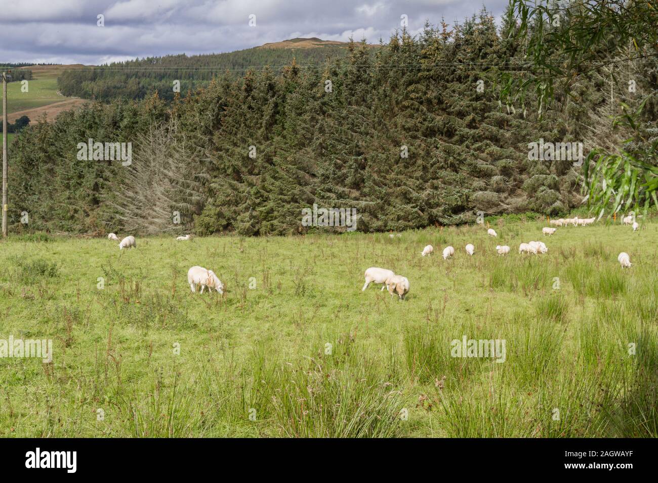 Grazing sheep in the pastures of the Blair Atholl Estate in the ...