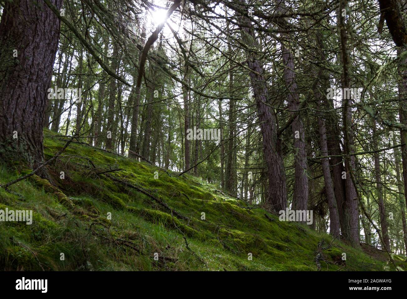 Green grass and rocks covered with moss surrounded by tall trees in the ...