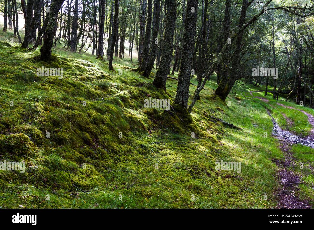 Green grass and rocks covered with moss surrounded by tall trees in the ...