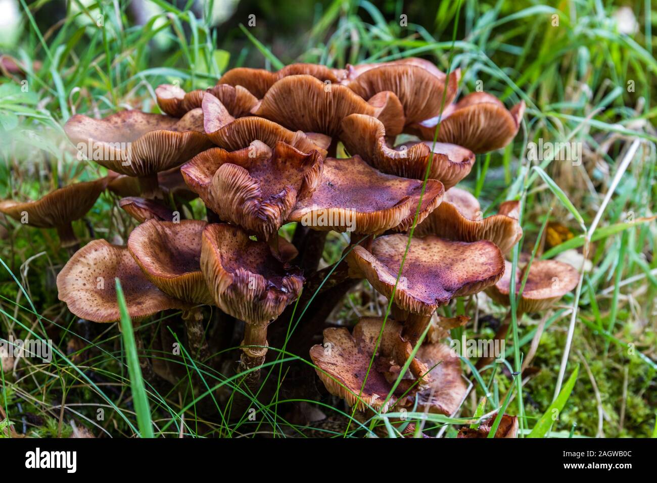 Scotland forest mushrooms hi-res stock photography and images - Alamy