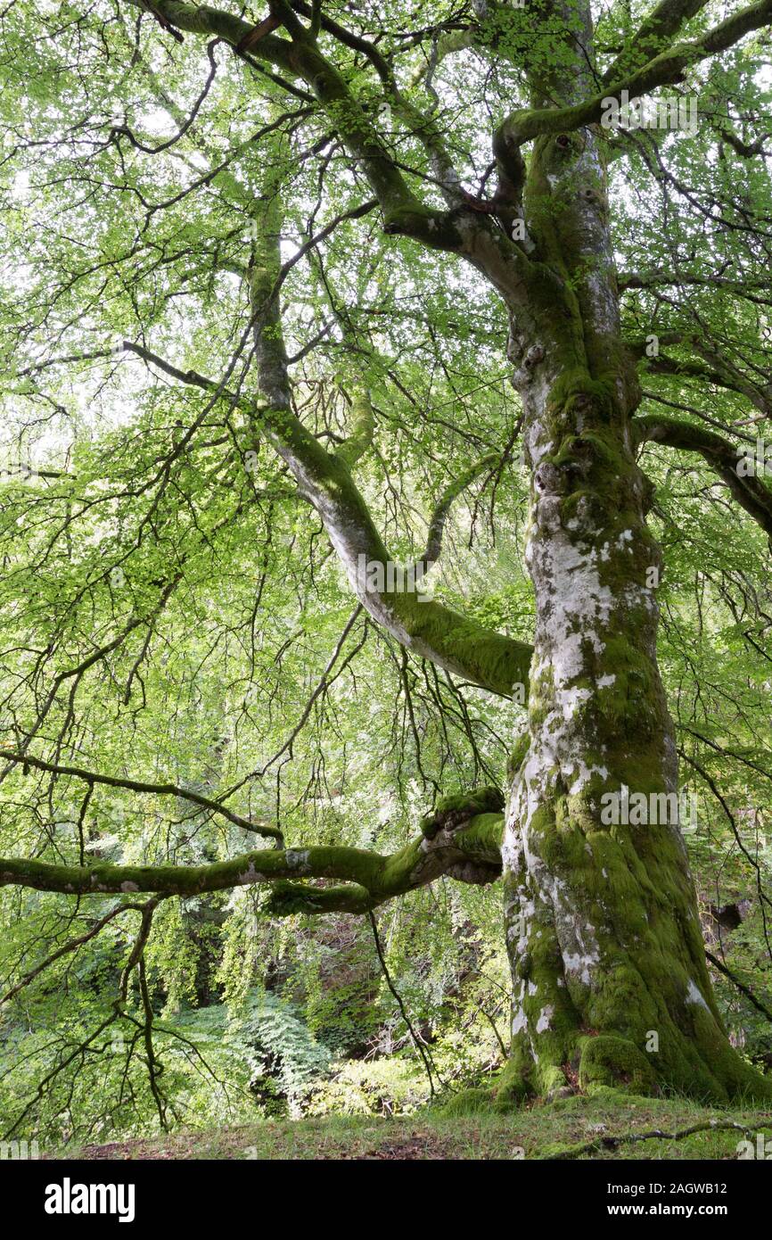 View of a very large tree in the Scottish Highlands with large limbs ...