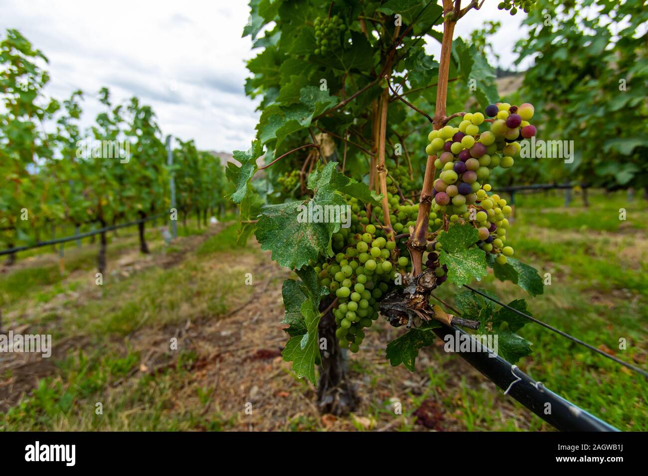 Watering the grape vines hi-res stock photography and images - Alamy