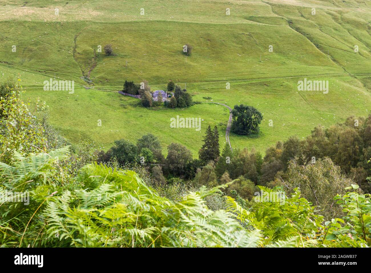 Green open grazing area with sheep looking like little white specks in ...