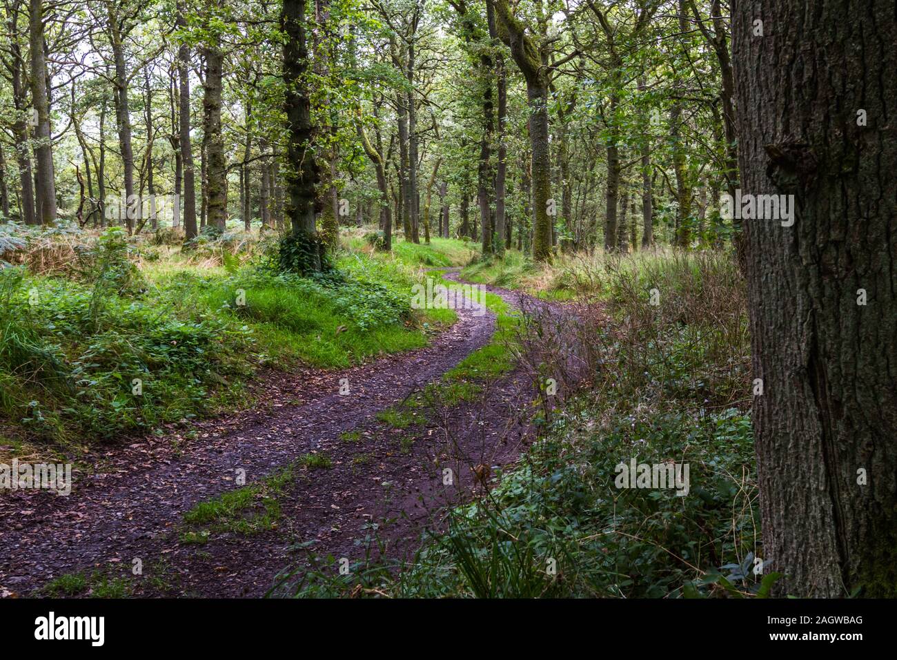 Hiking paths thru the Black Spout Woods in the Scottish woodlands near ...
