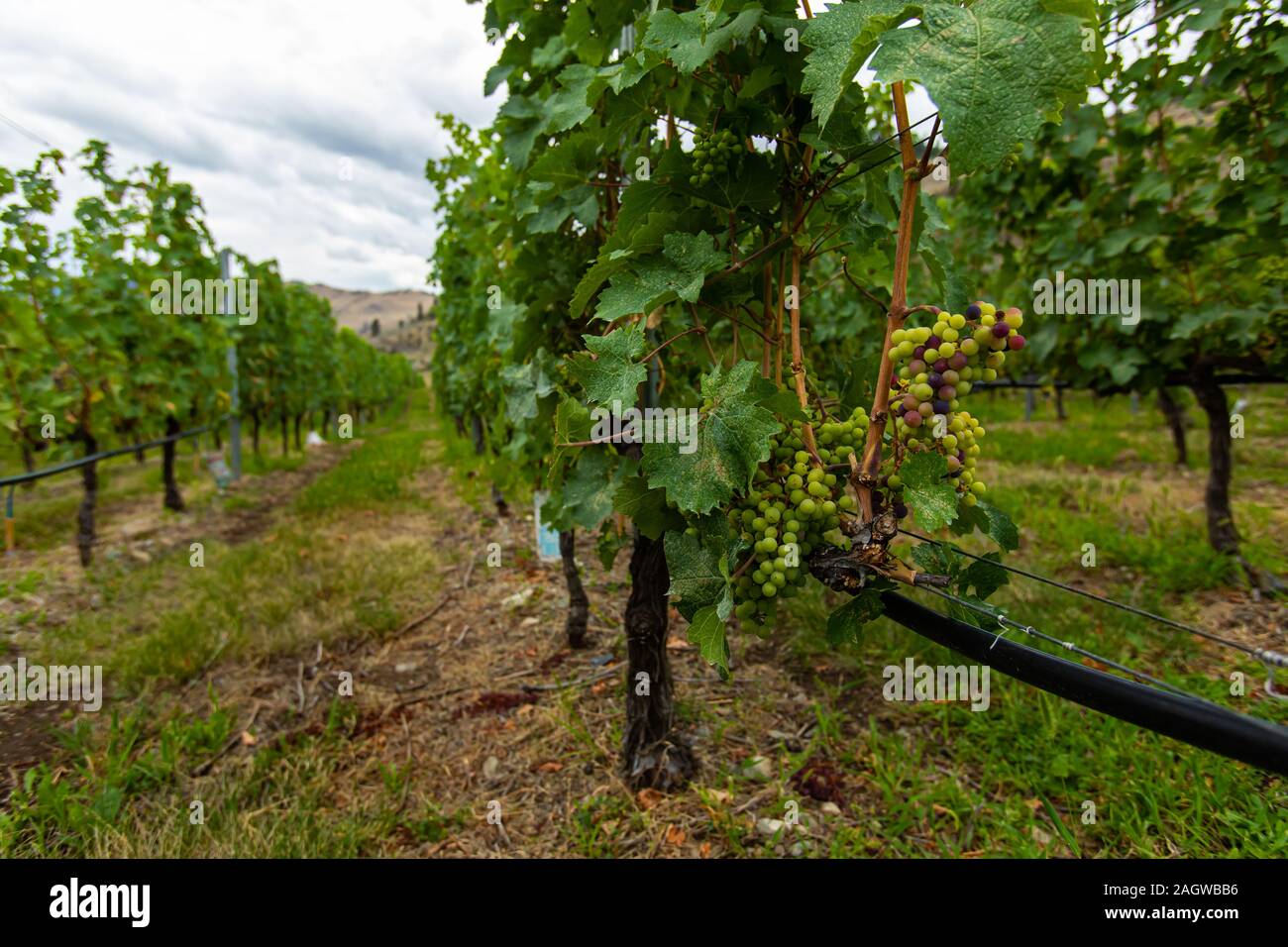 between vineyard vine grapes lines, low angle view of unripe fresh green grapes fruits, trunks ...