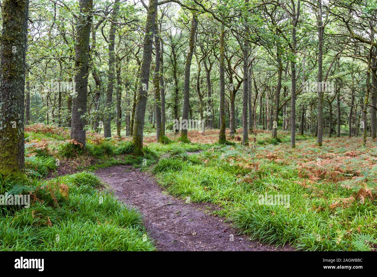 Hiking paths thru the Black Spout Woods in the Scottish woodlands near ...
